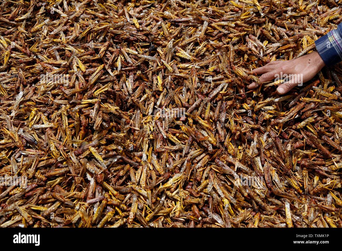Locusts as food hi-res stock photography and images - Alamy