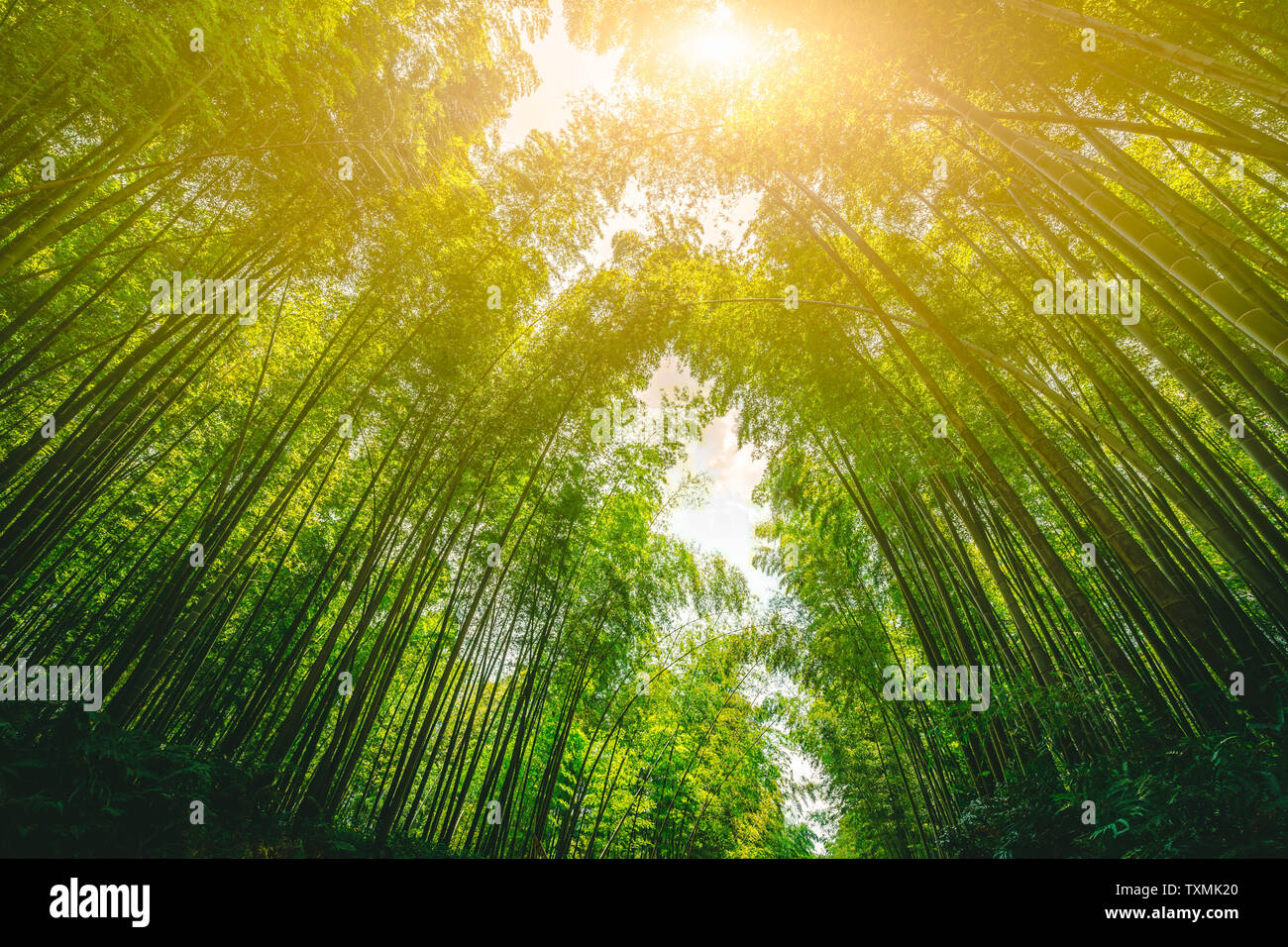 Deep in the bamboo forest Stock Photo - Alamy