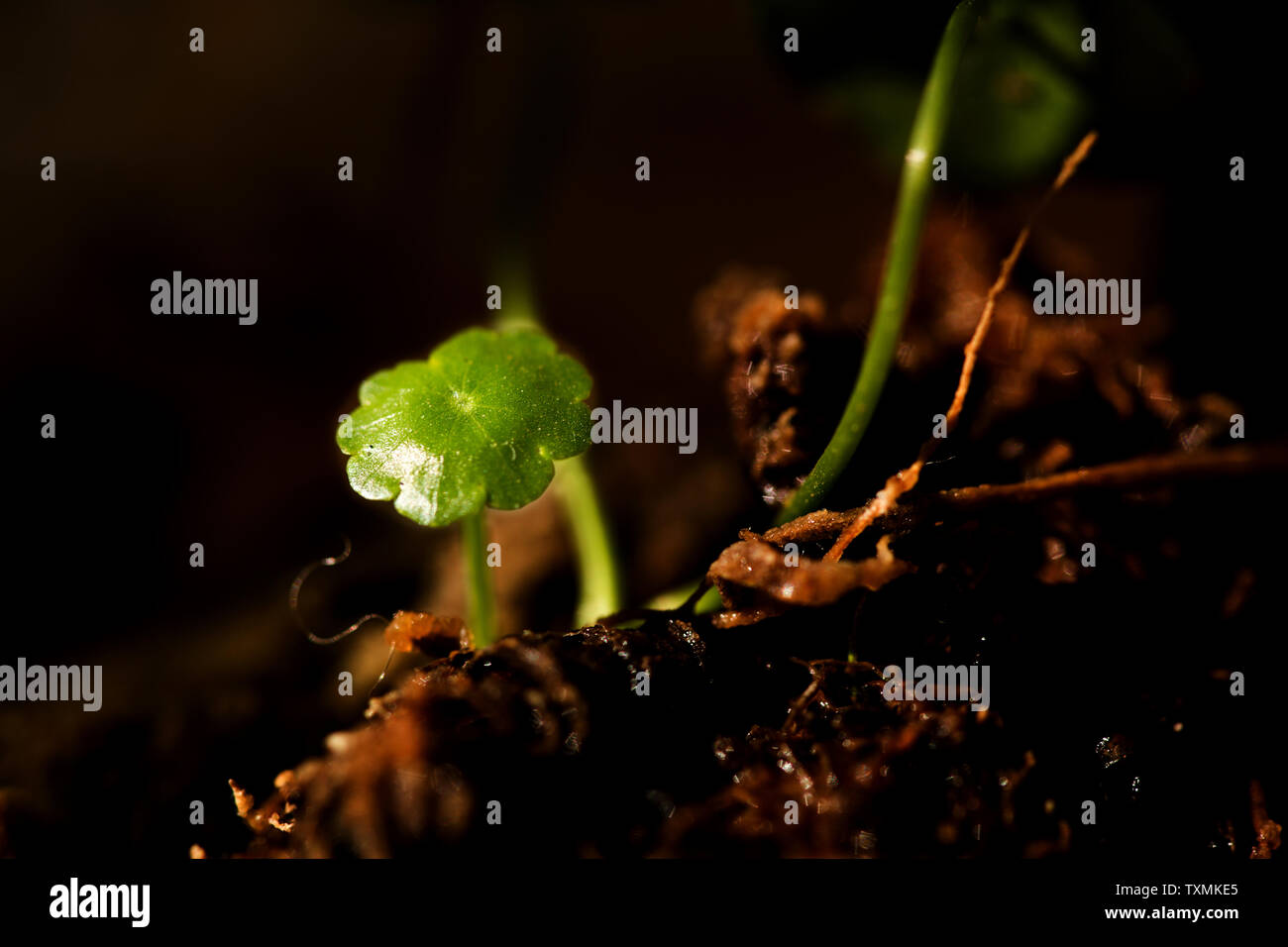 Light and shadow plants Stock Photo - Alamy