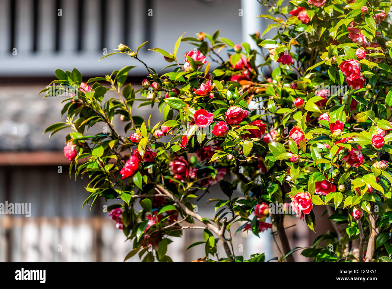 Camellia japonica Japanese pink red flowers on tree in Japan in spring ...