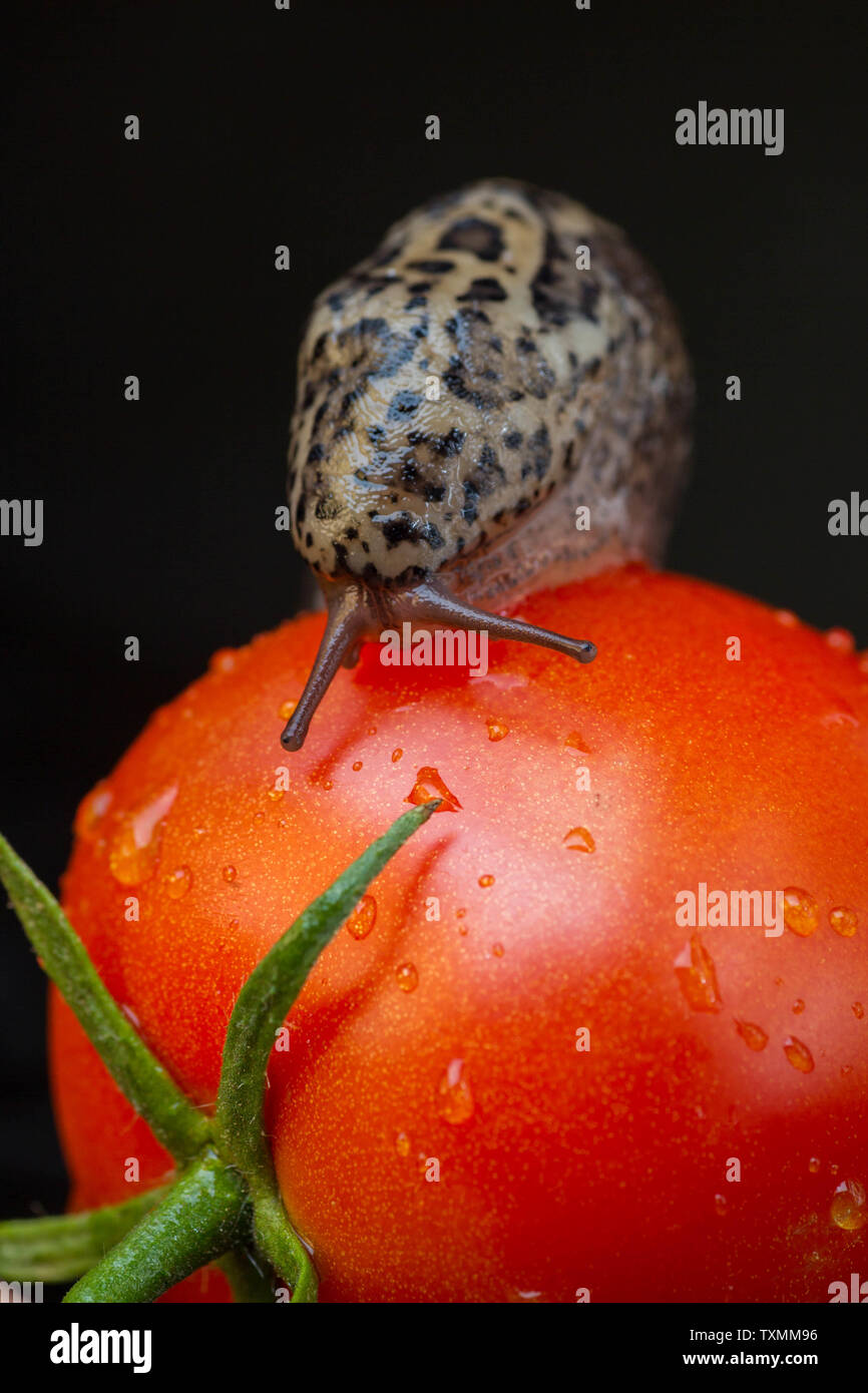 Slugs diet hi-res stock photography and images - Alamy