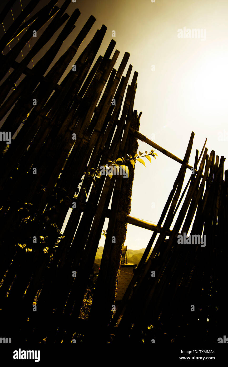 Hide behind branches hi-res stock photography and images - Alamy
