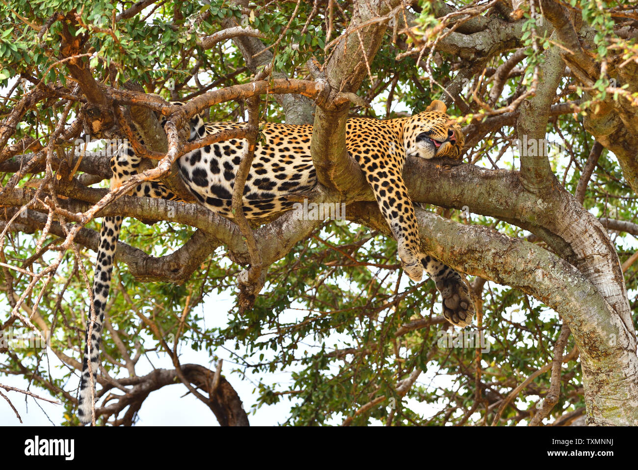The golden leopard, pictured in Maasai Mara Stock Photo - Alamy