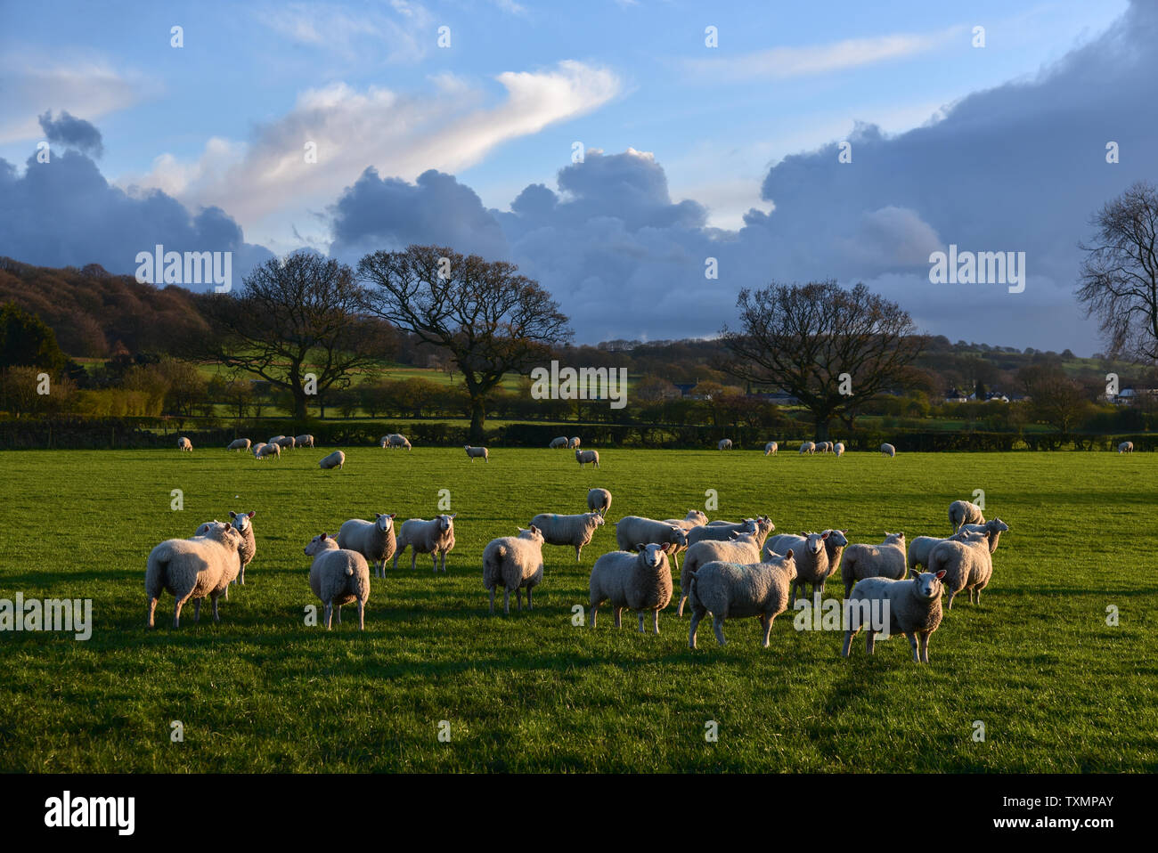 Light and shadow sheep hi-res stock photography and images - Alamy