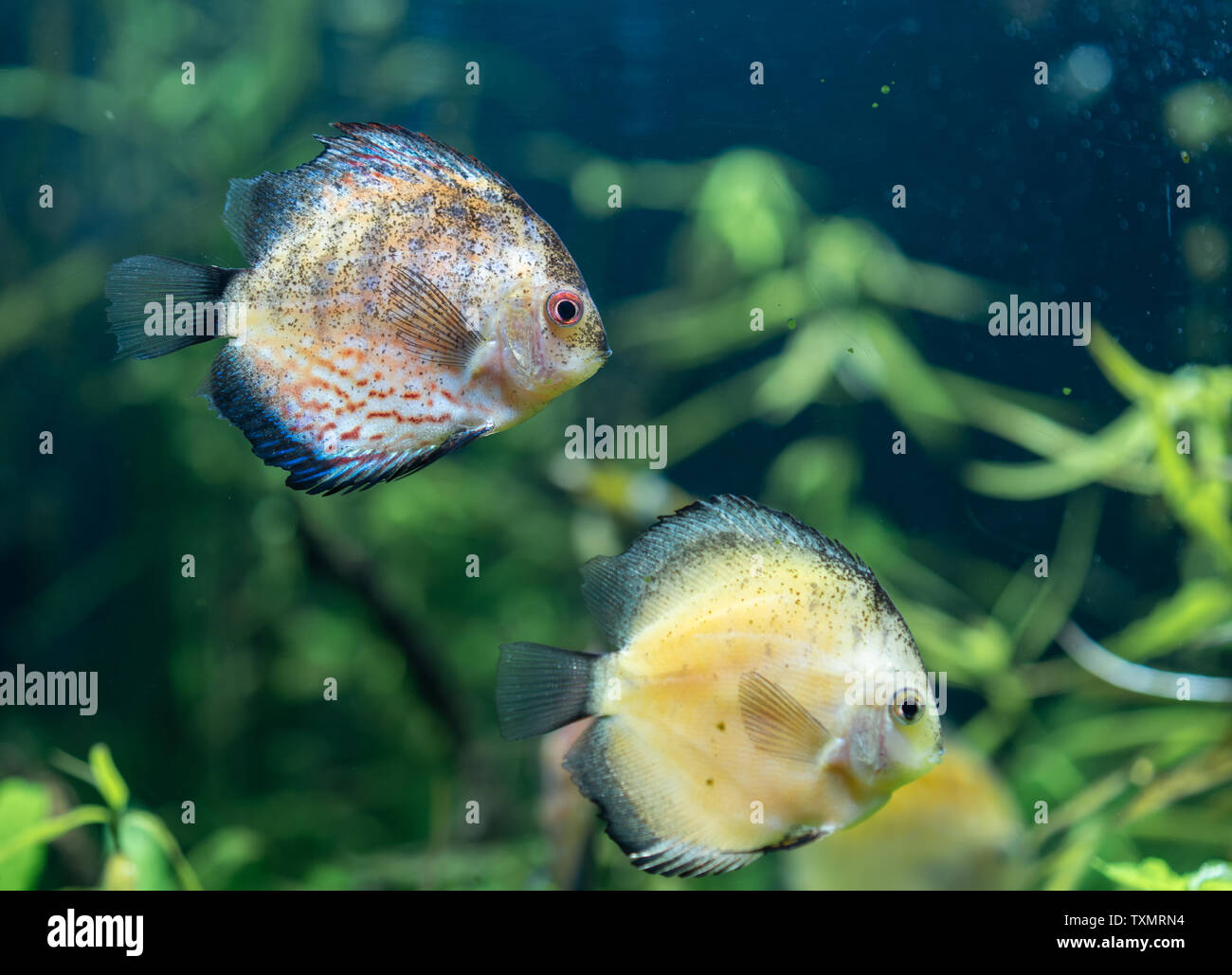 The colorful fairy fish in the aquarium Stock Photo - Alamy