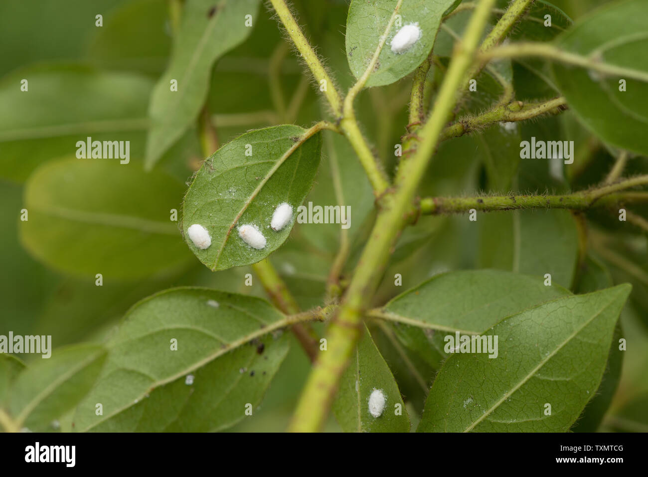 Viburnum cushion scale insect, on underside of Viburnum tinus leaves ...