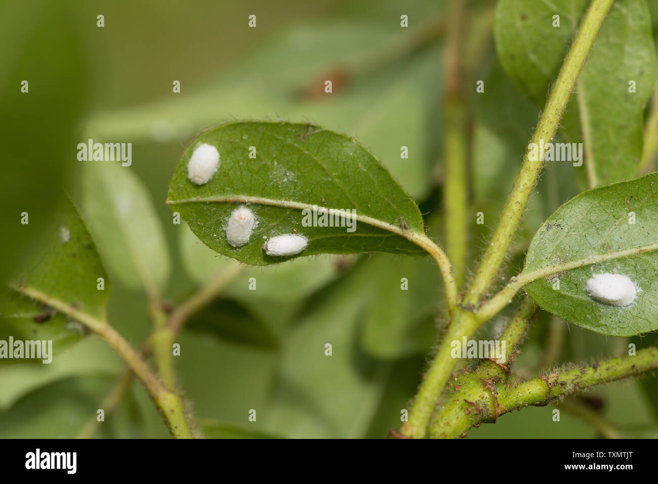 Waxy Leaves High Resolution Stock Photography and Images - Alamy