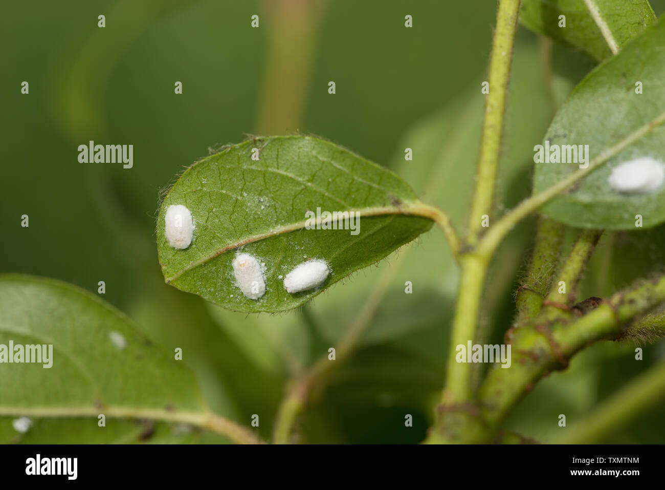 Ovisac hi-res stock photography and images - Alamy