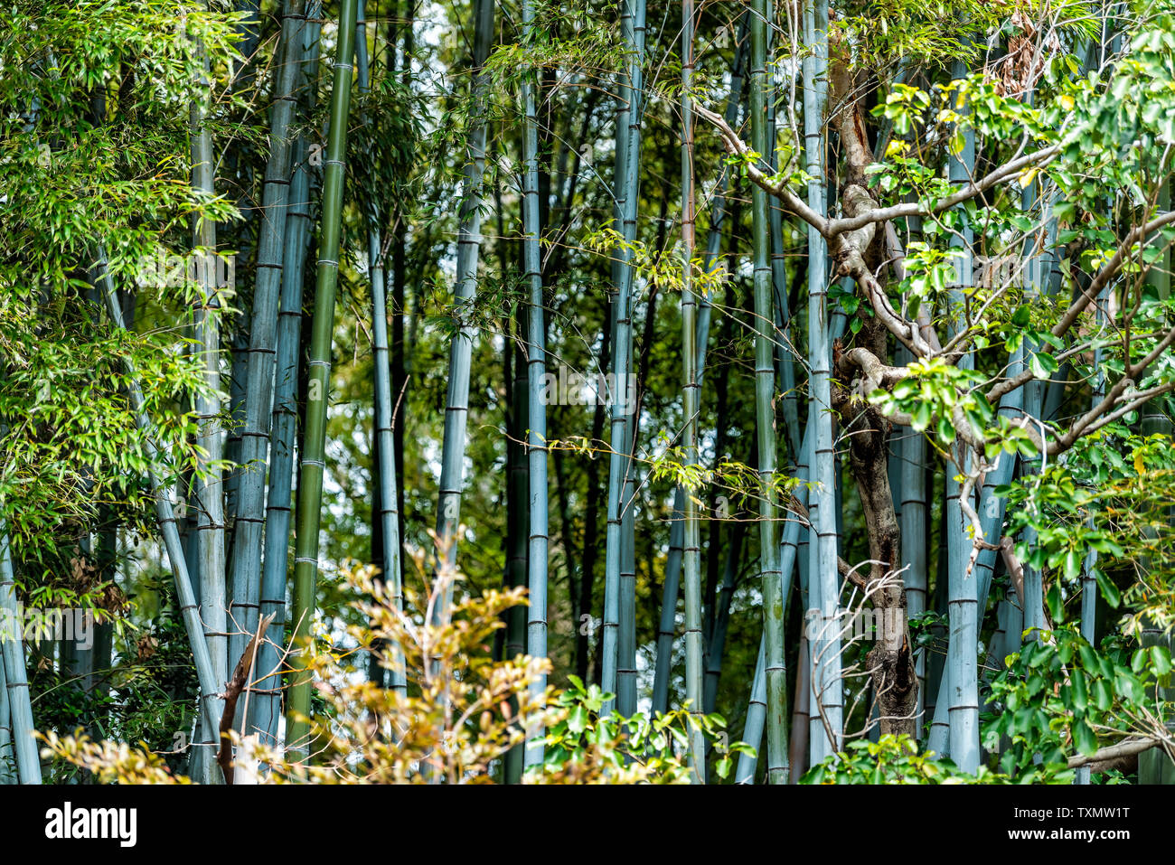 Kyoto, Japan park with small blue color bamboo trees grove forest in ...