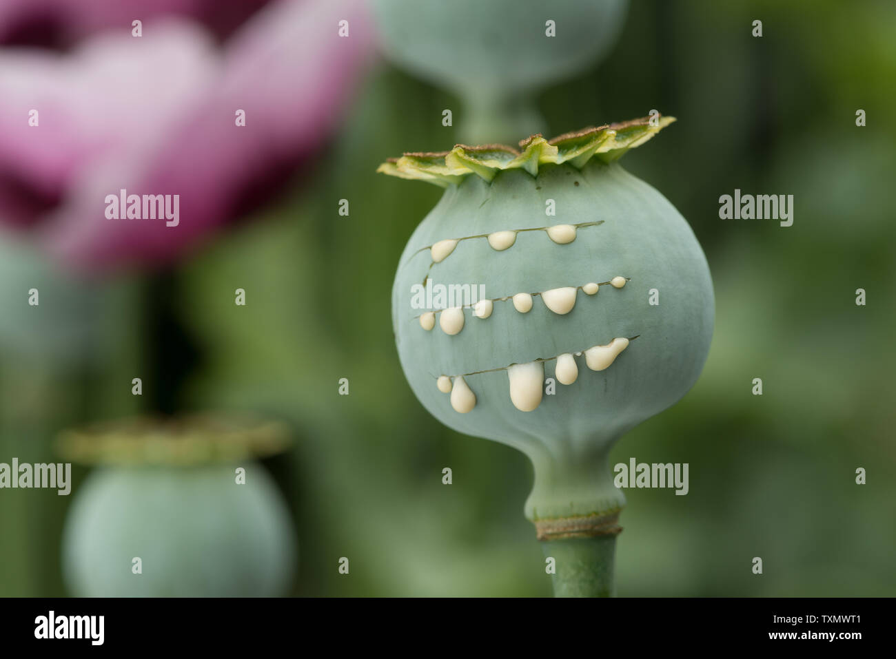 Opium poppy showing developing seed case harvested for its sap used for ...