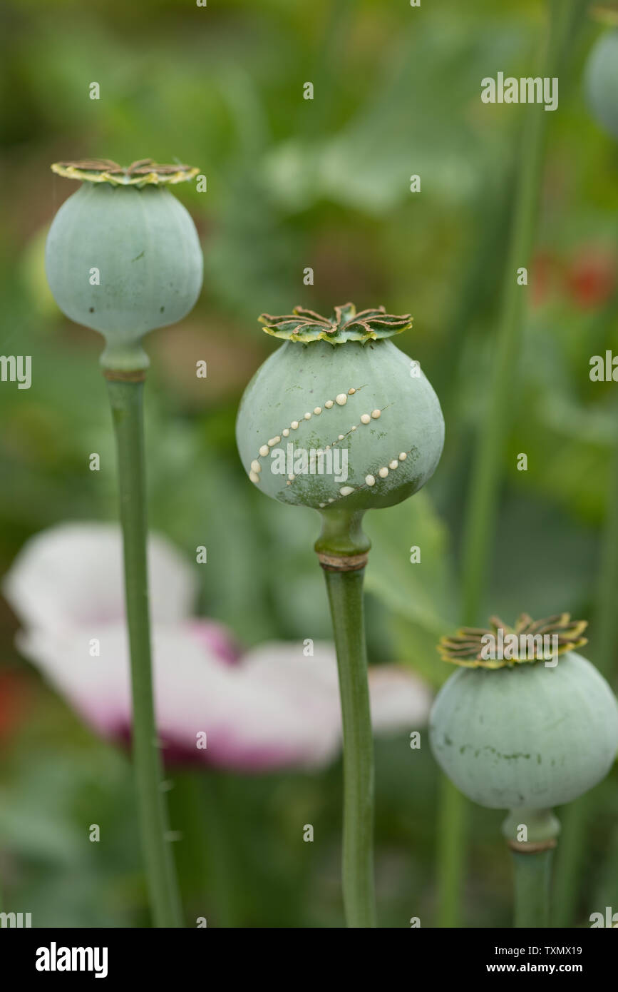 Opium poppy showing developing seed case harvested for its sap used for ...
