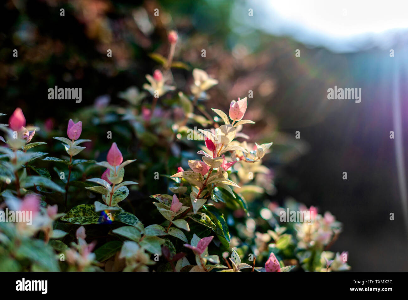 Flower, foliage complex Stock Photo - Alamy
