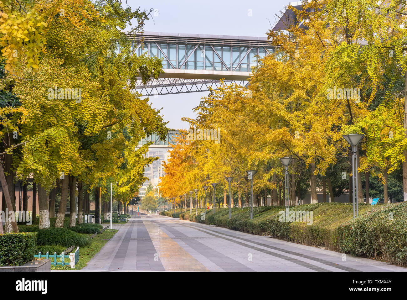 Ginkgo tree by the road of Software Park in Chengdu High-tech Zone ...