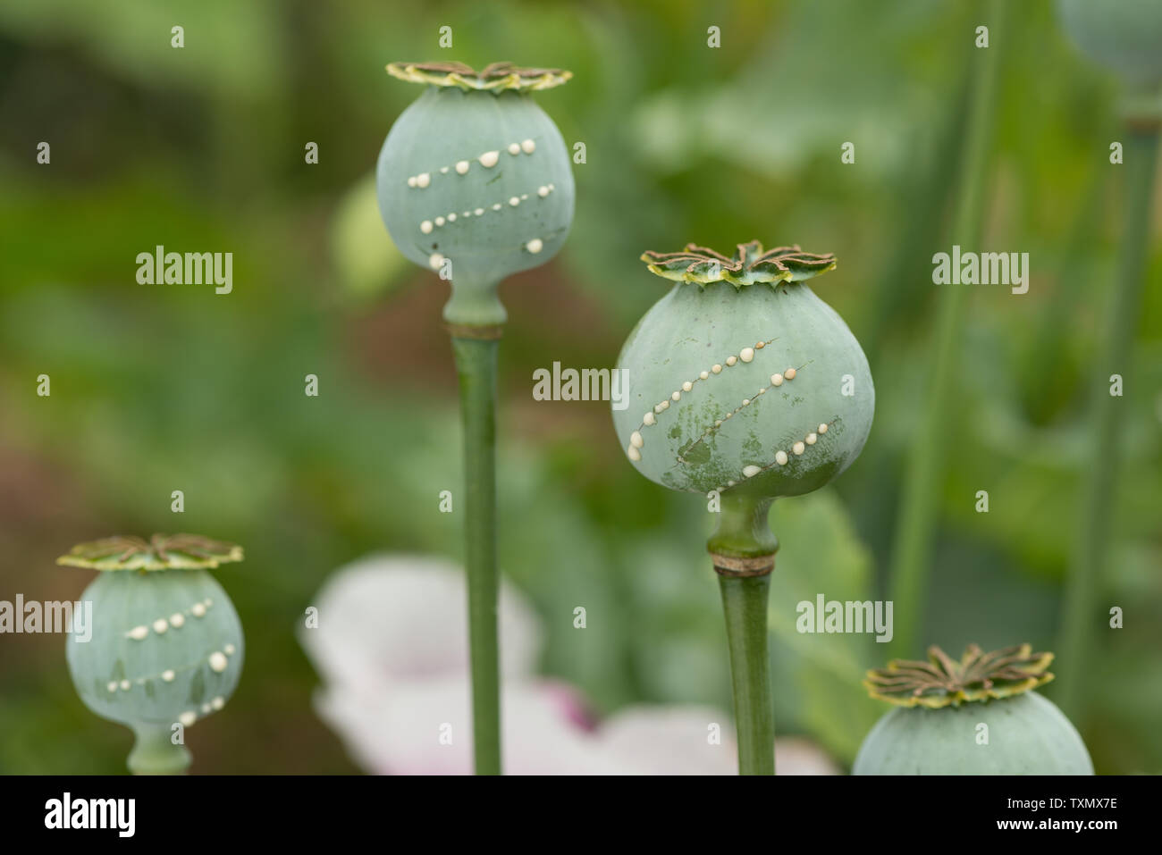Opium poppy showing developing seed case harvested for its sap used for ...