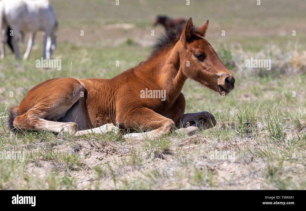 Cute Wild Horse Foal in Utah Stock Photo - Alamy