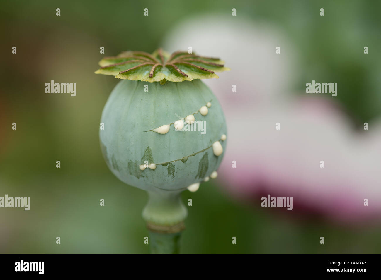 Opium poppy showing developing seed case harvested for its sap used for ...