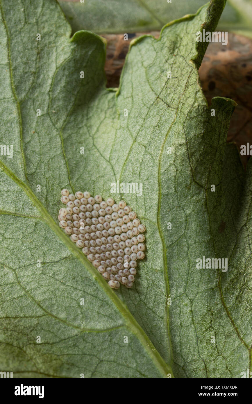 Vapourer moth with eggs hi-res stock photography and images - Alamy