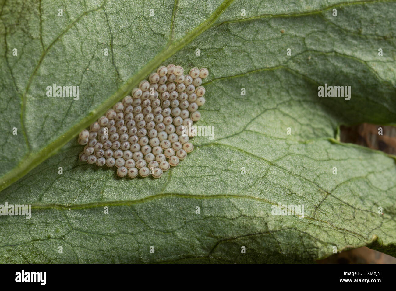 Wingless moth hi-res stock photography and images - Alamy