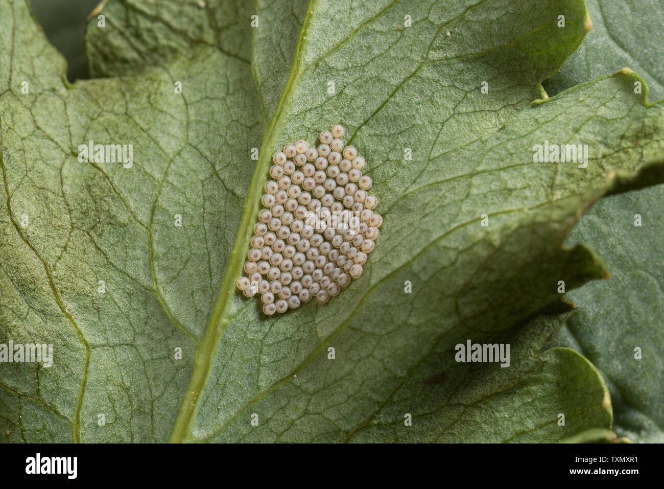 Vapourer moth with eggs hi-res stock photography and images - Alamy