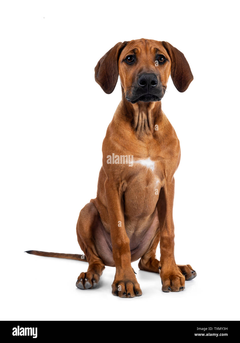 Cute weaten Rhodesian Ridgeback puppy sitting up facing front. Looking ...