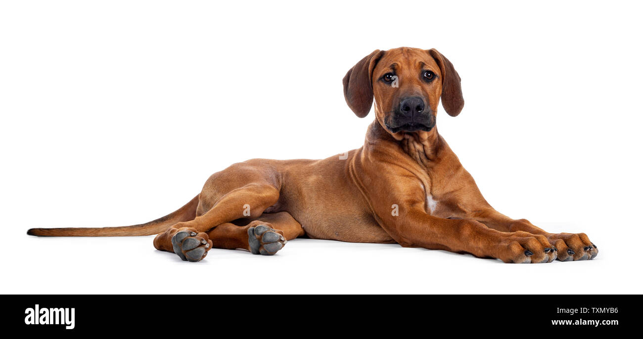 Cute weaten Rhodesian Ridgeback puppy laying down side ways. Head up ...