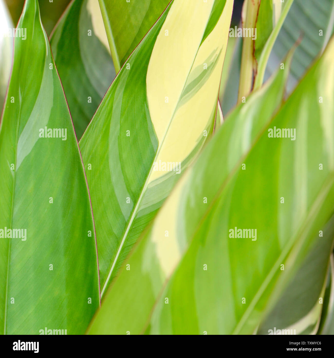 Varigated leaves background, Nature background Stock Photo - Alamy