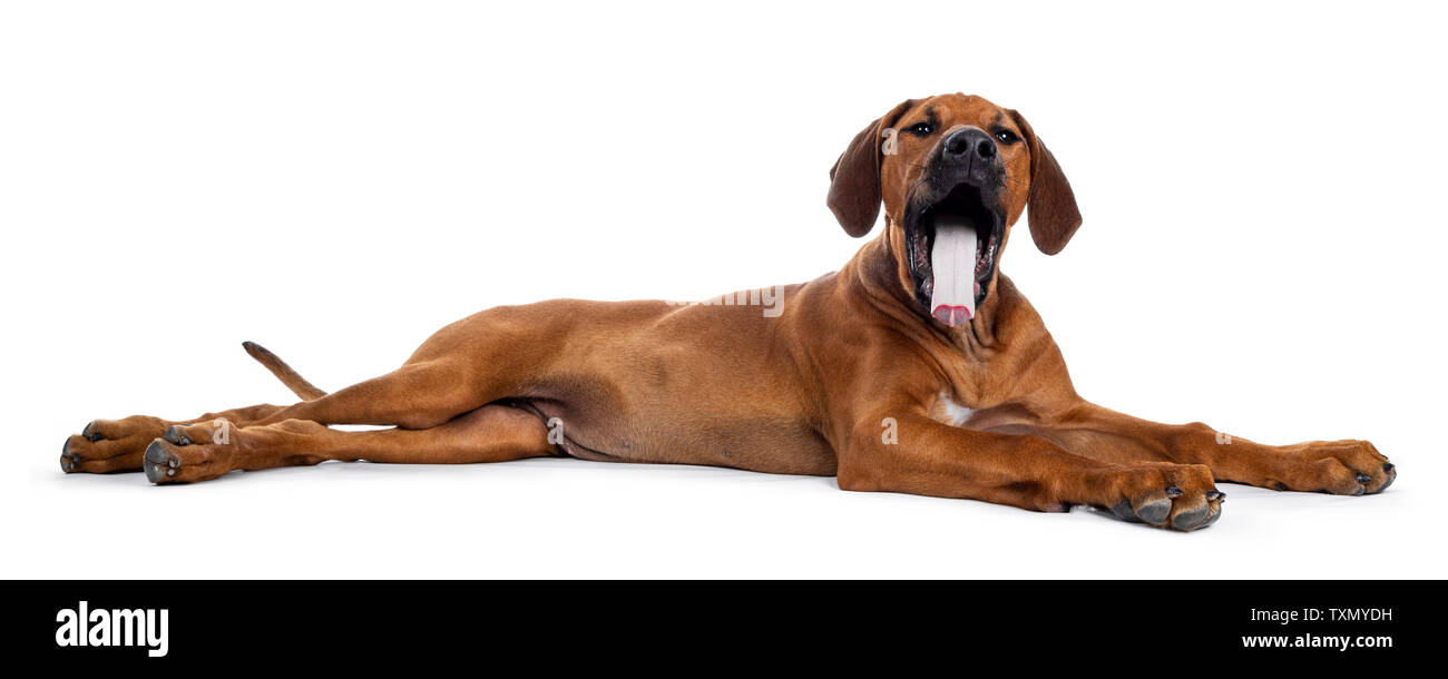 Cute weaten Rhodesian Ridgeback puppy laying down side ways. Yawning ...