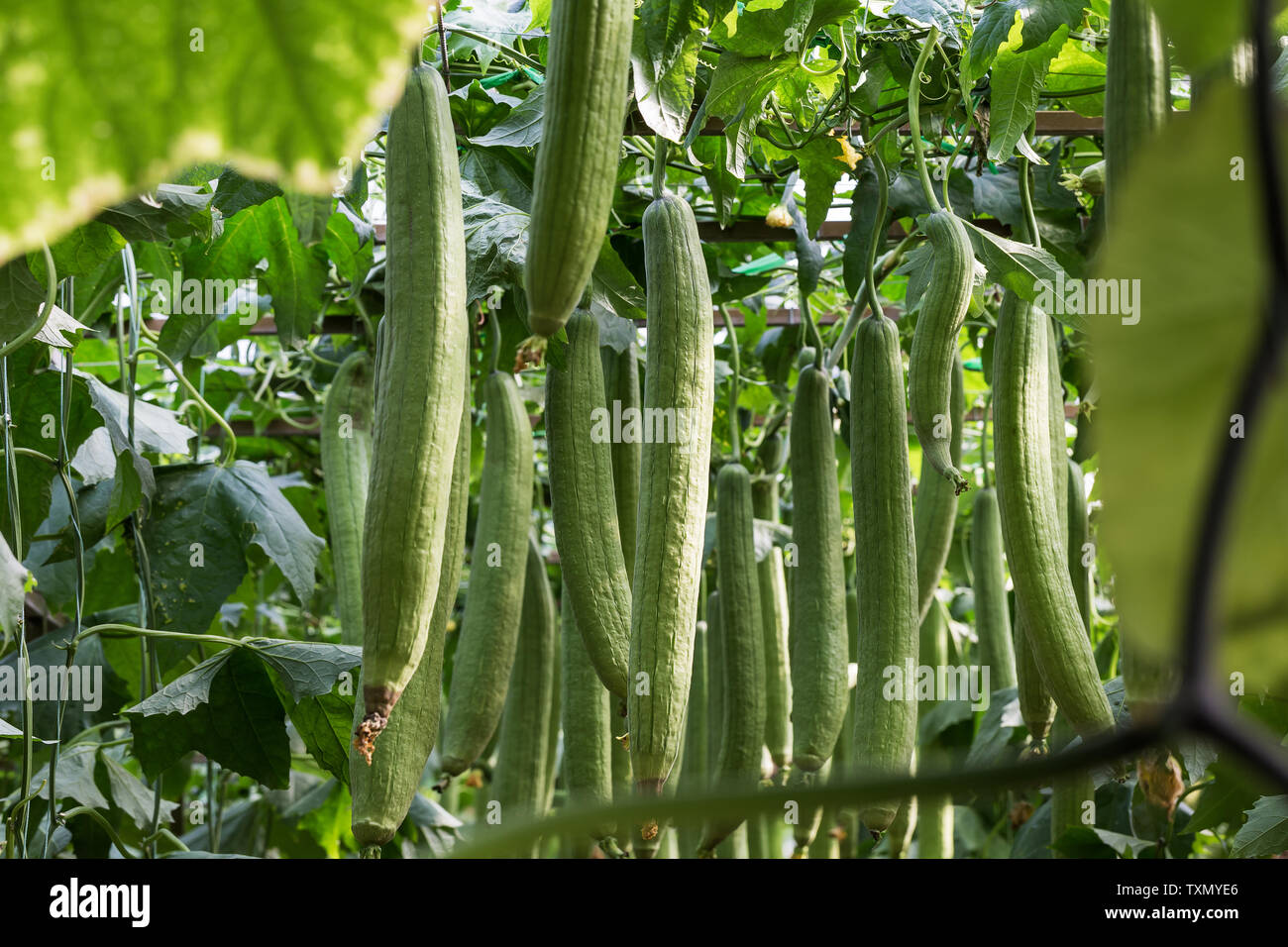 Fresh green loofah growing under the scaffolding Stock Photo - Alamy