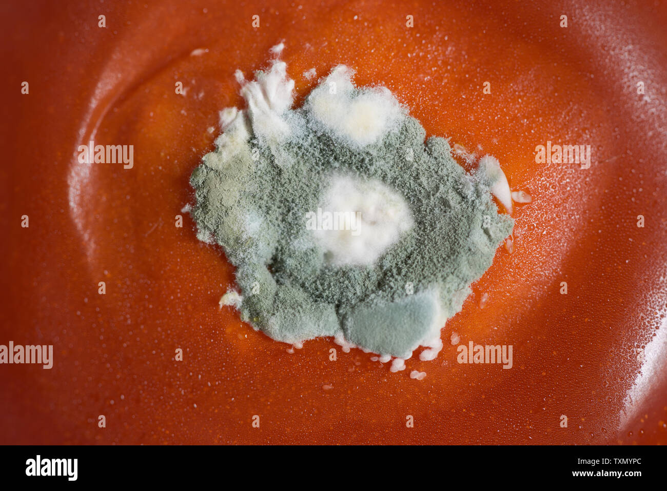 Penicillium oxalicum hi-res stock photography and images - Alamy