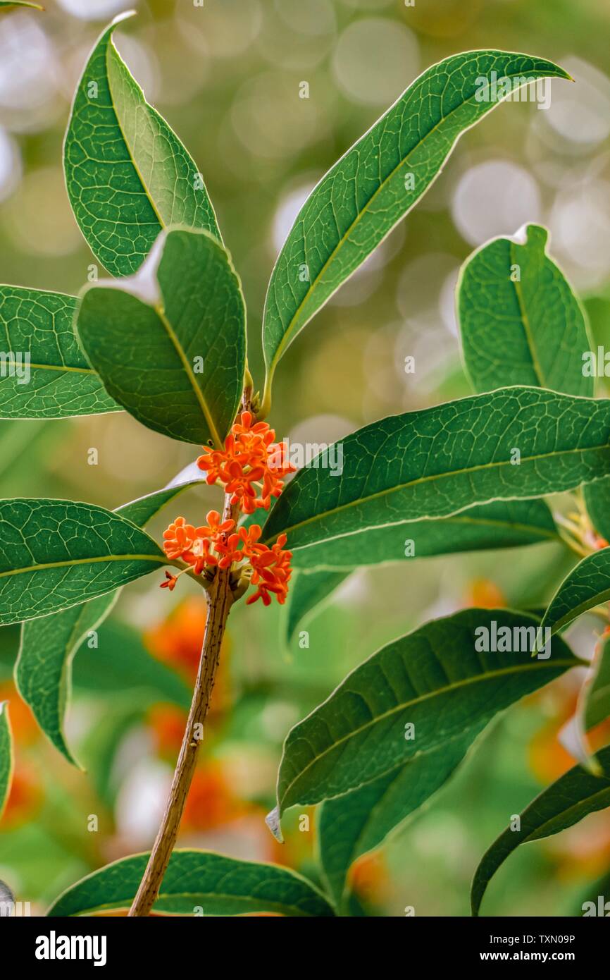 Osmanthus branches hi-res stock photography and images - Alamy
