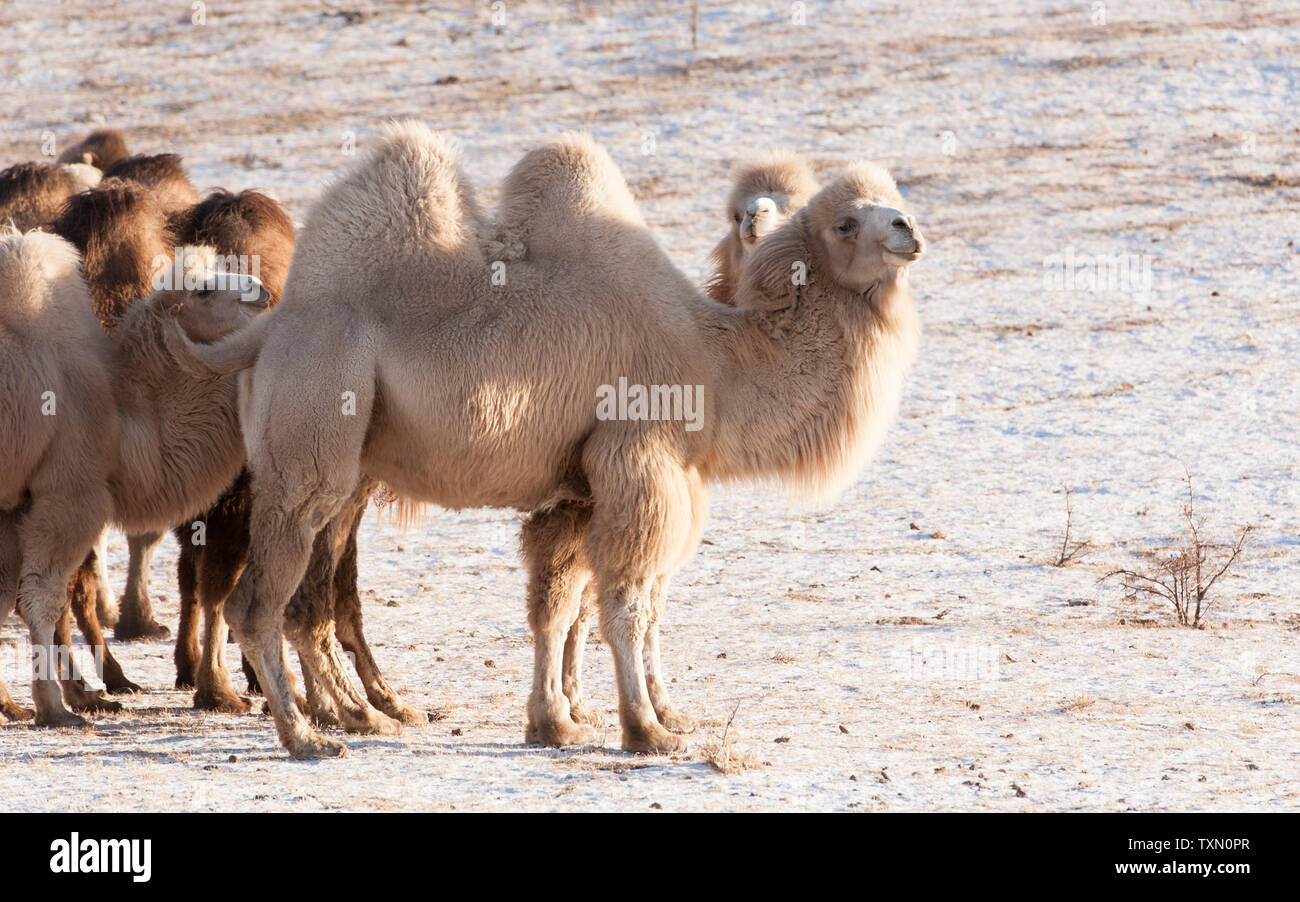 Camel farms hi-res stock photography and images - Alamy