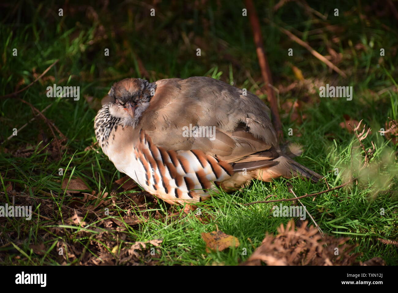 Partridge feathers hi-res stock photography and images - Alamy