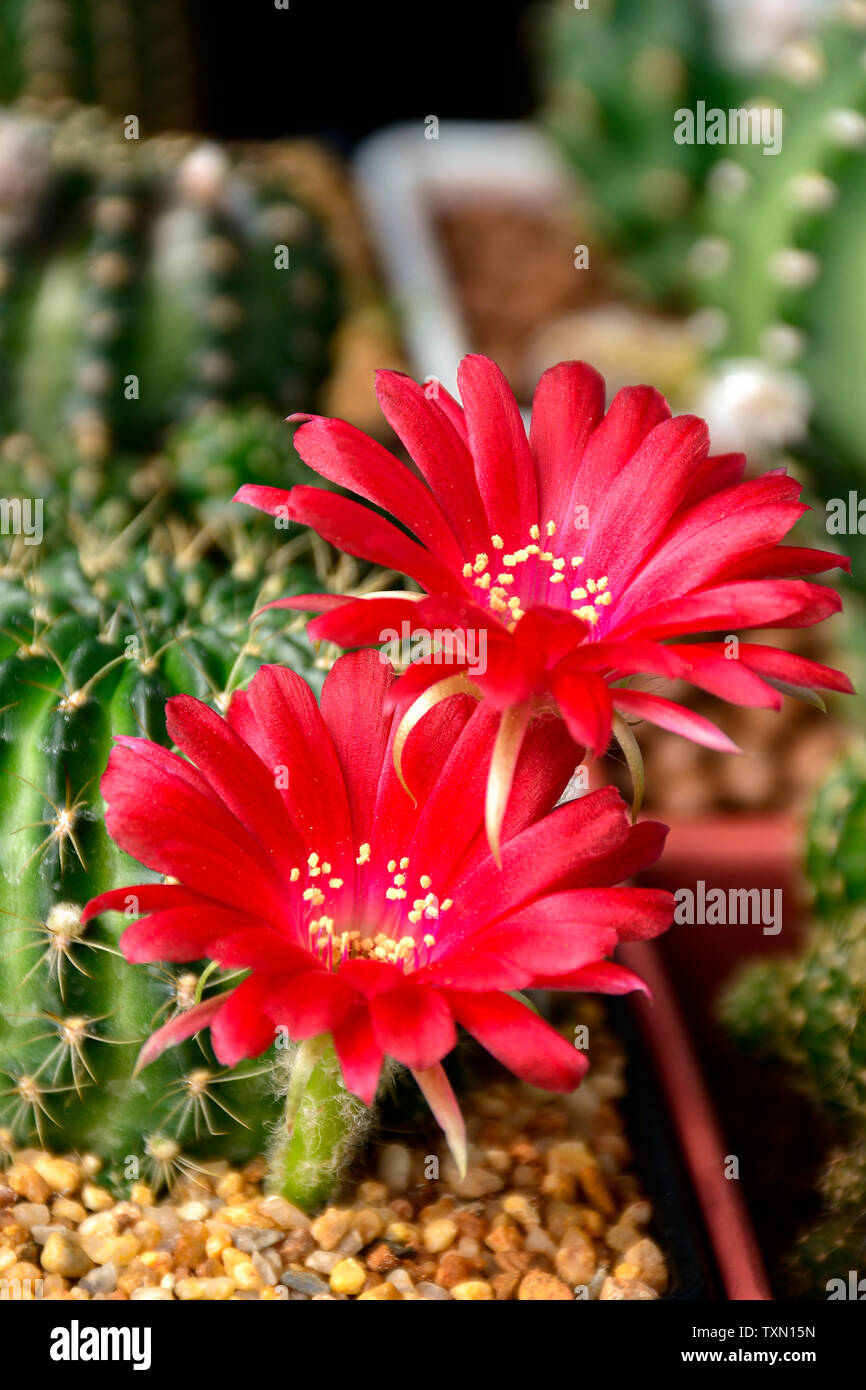 Pot of Red flowers of Lobivia spp. in cactus garden Stock Photo - Alamy