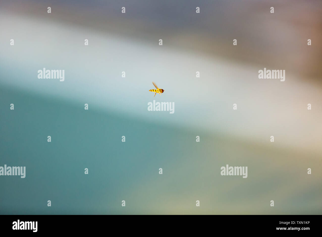 Aphid eating flies hi-res stock photography and images - Alamy