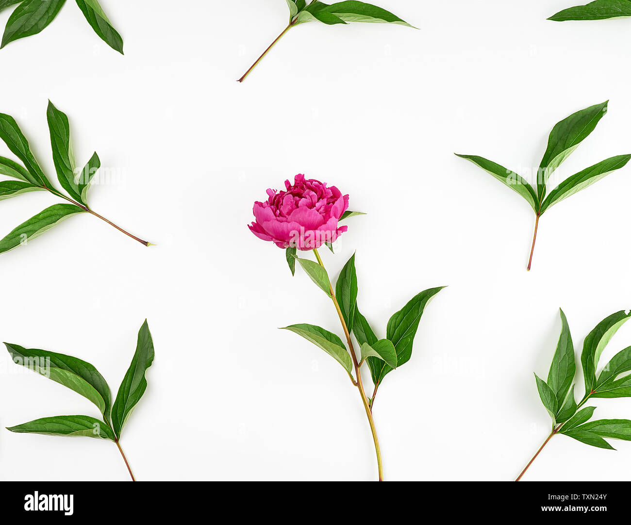 red blooming peonies with green leaves on a white background, top view ...