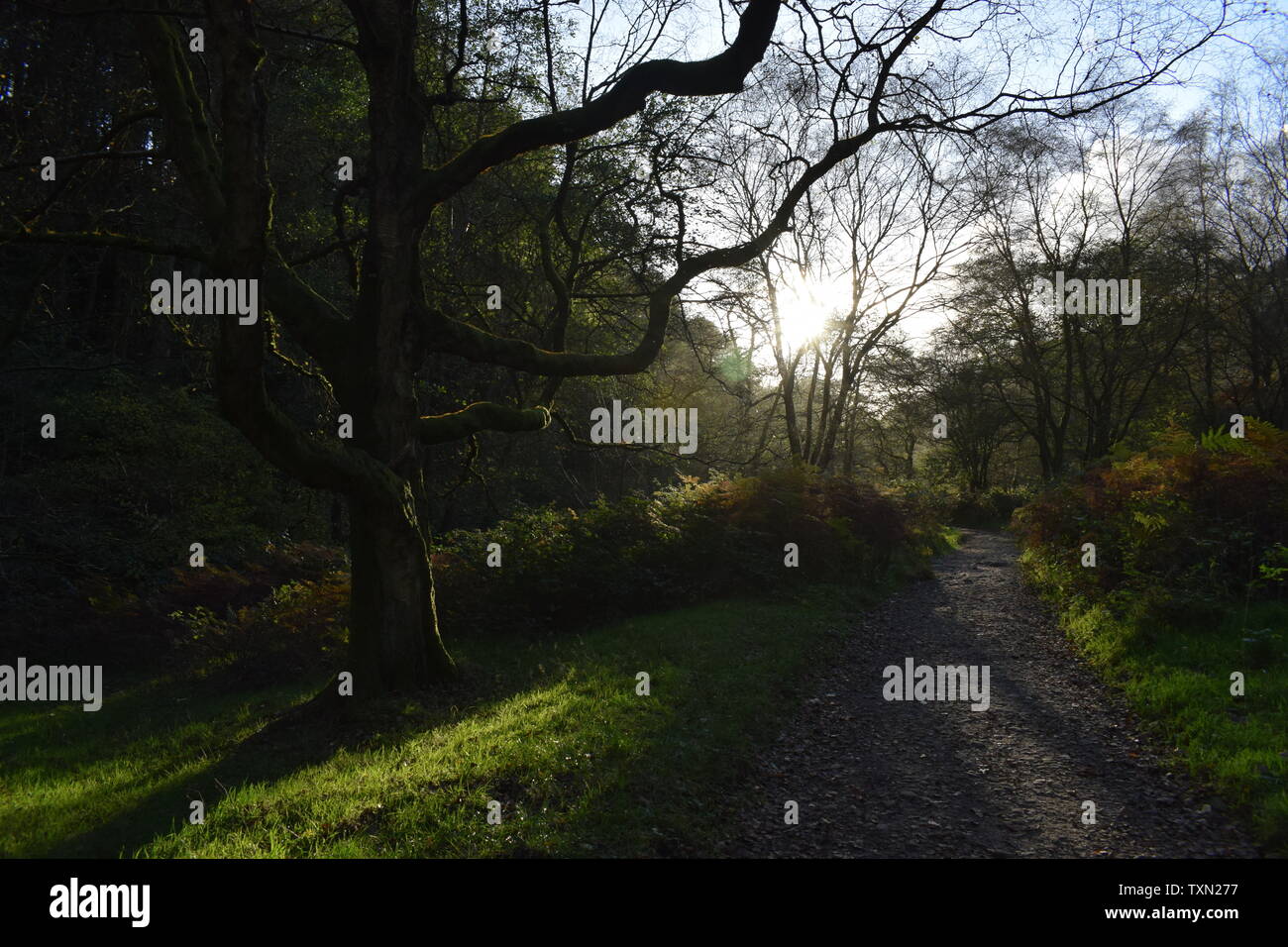 Crooked pathway hi-res stock photography and images - Alamy
