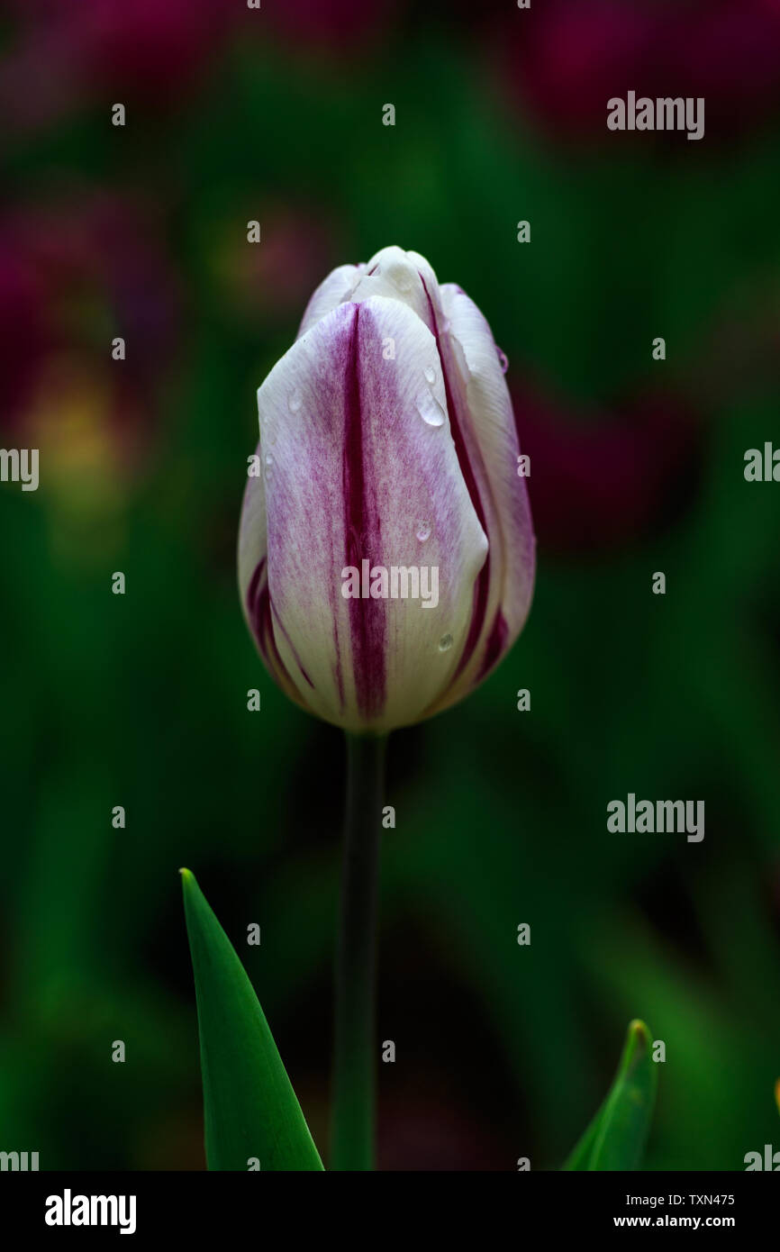 Temple fairs, Chinese New Year, blessings, incense, tulips, food ...