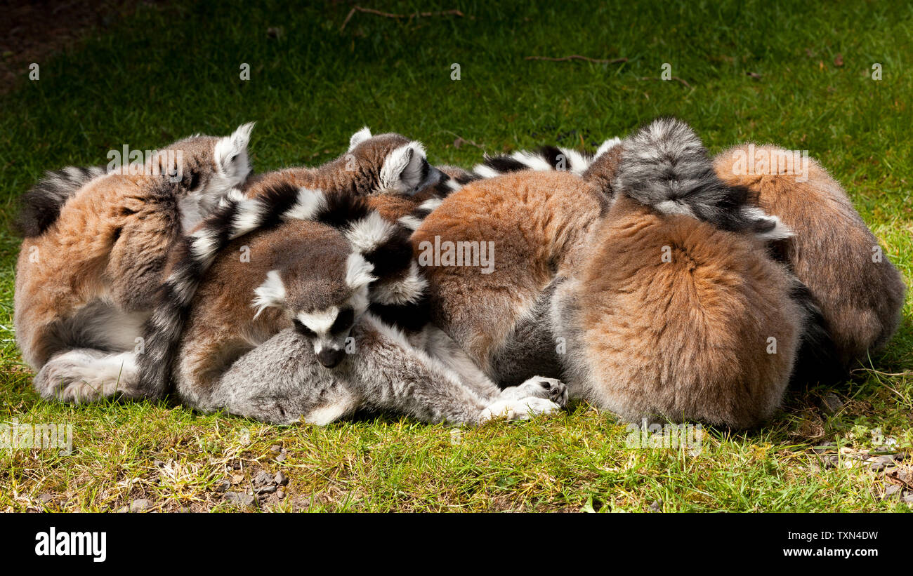 Sleeping ring tailed lemurs hi-res stock photography and images - Alamy