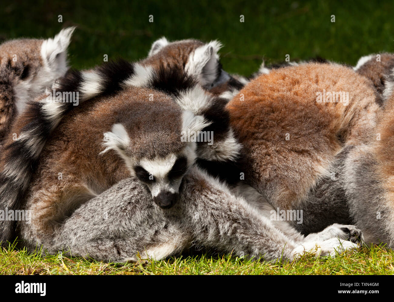 Sleeping ring tailed lemurs hi-res stock photography and images - Alamy