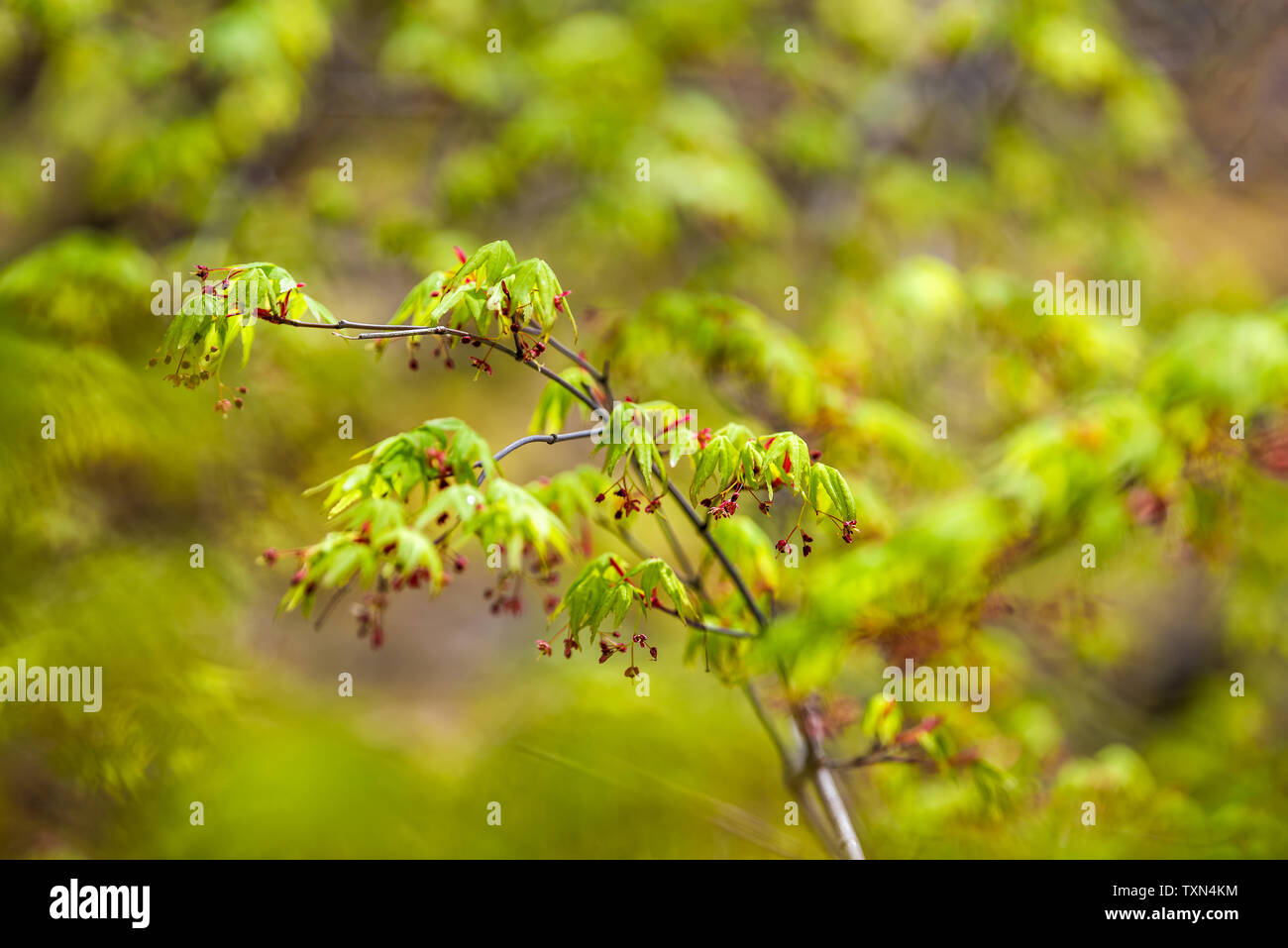 Japanese Maple Turning Color High Resolution Stock Photography and ...