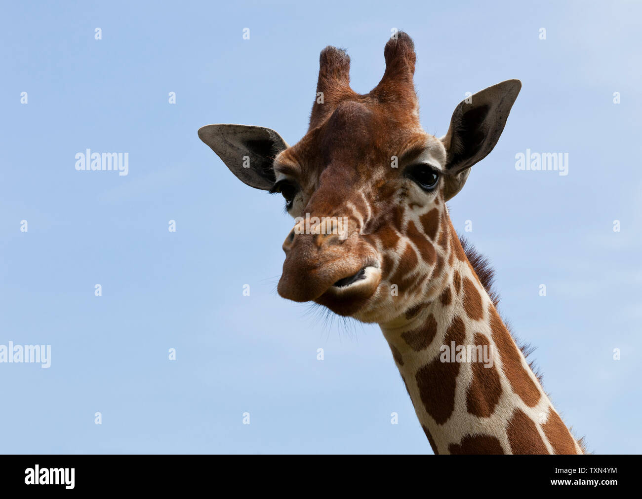 Reticulated eyes hi-res stock photography and images - Alamy