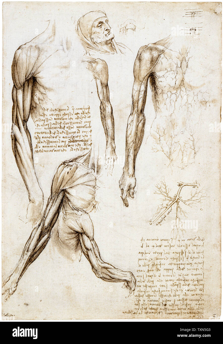 Leonardo Da Vinci drawings, Dead or Moribund Man in Bust Length ...