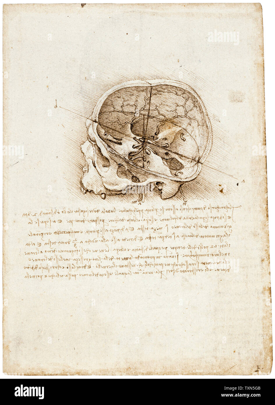 Leonardo da vinci anatomy drawing Cut Out Stock Images & Pictures - Alamy