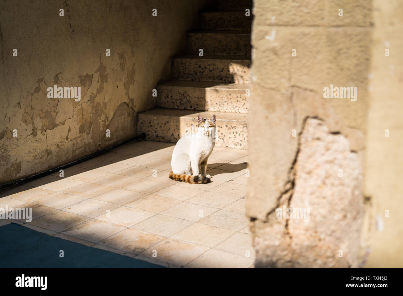 Cat in the street of the Amman, Jordan Stock Photo - Alamy