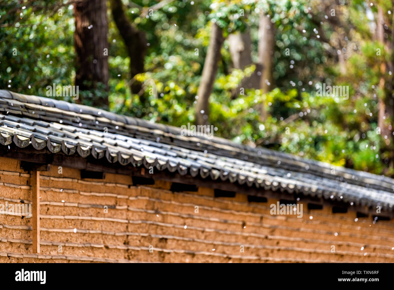 Kyoto residential neighborhood roof architecture in spring with cherry ...