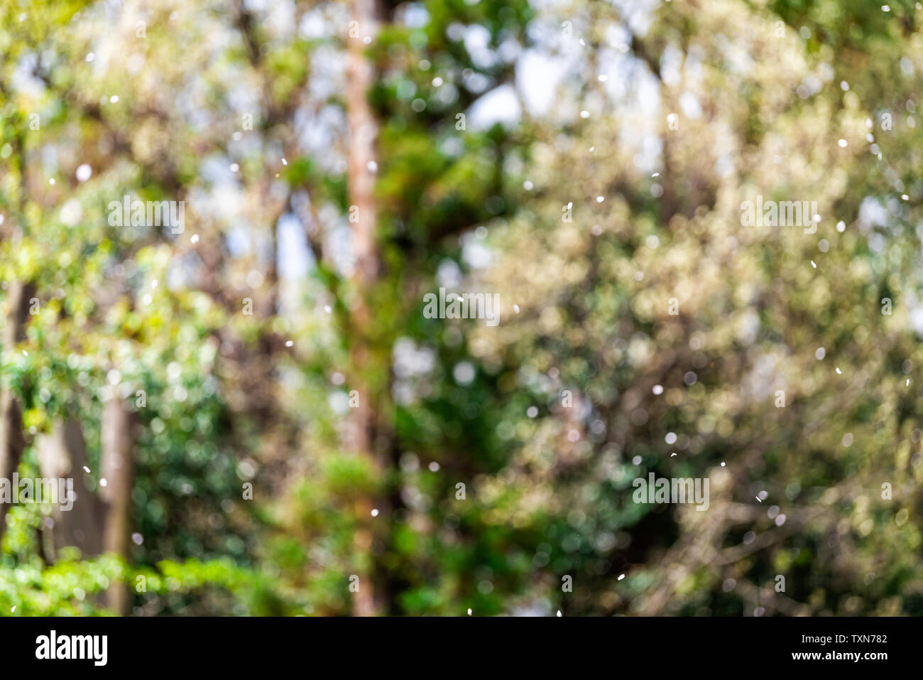 Falling flower petals hi-res stock photography and images - Alamy