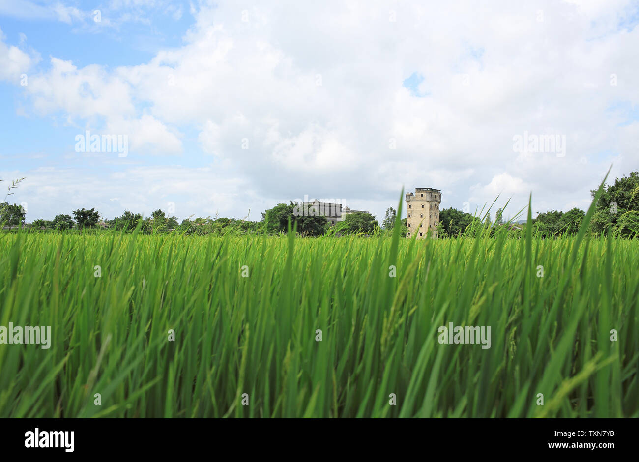 the natural landscape of summer in southern china,in kaiping diaolou ...