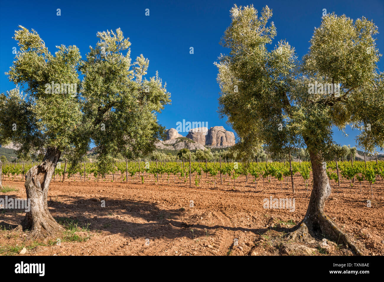 Olive trees scene view view hi-res stock photography and images - Alamy
