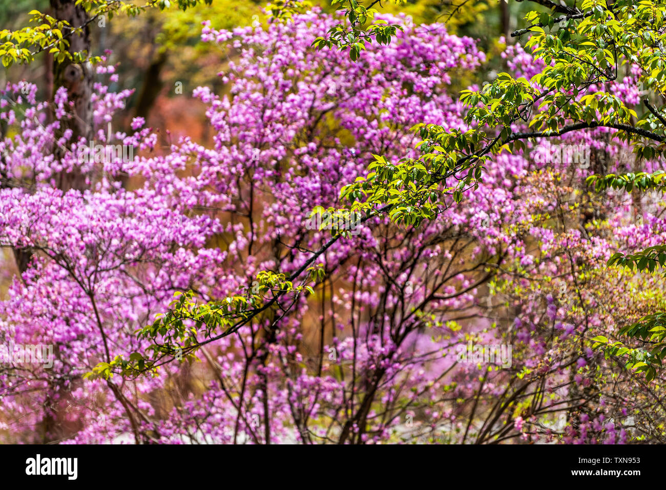 Purple Sakura Flowers High Resolution Stock Photography and Images - Alamy