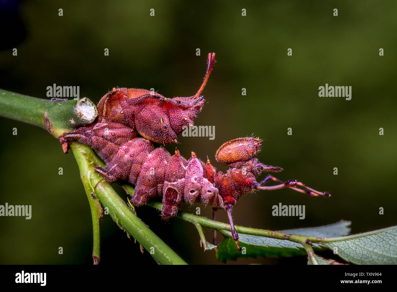 Boat ant moth larvae Stock Photo - Alamy